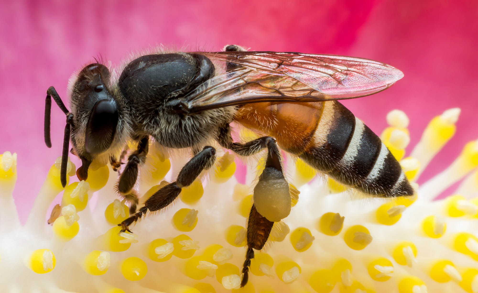 Ke Sana Ke Sini: Hati-hati Serangga Berbisa - awaleducation