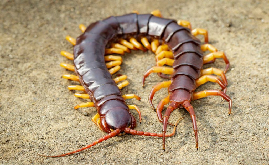 Ke Sana Ke Sini: Hati-hati Serangga Berbisa - awaleducation