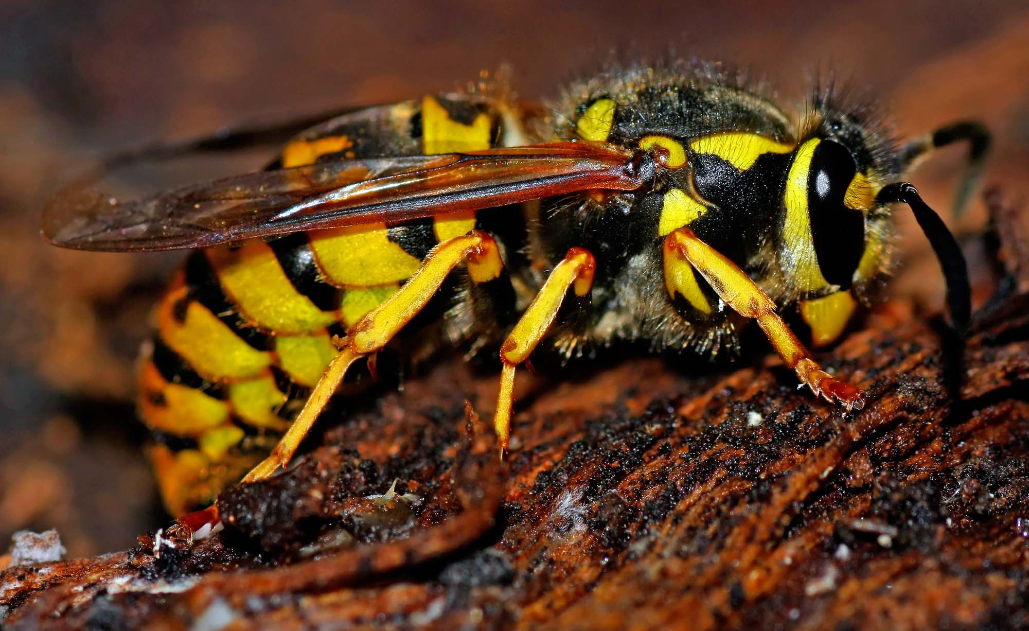 Ke Sana Ke Sini: Hati-hati Serangga Berbisa - awaleducation