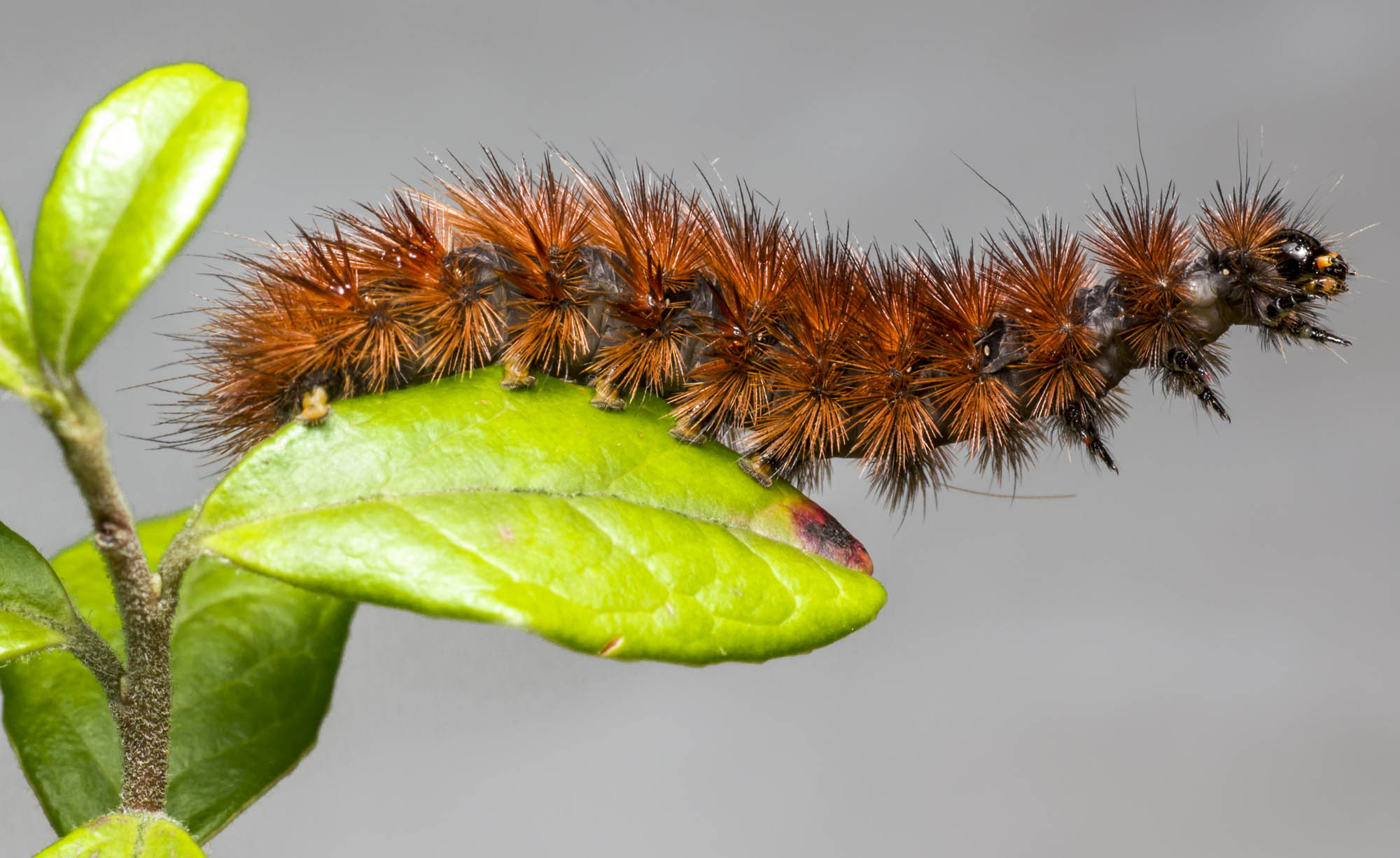 Ke Sana Ke Sini: Hati-hati Serangga Berbisa - awaleducation